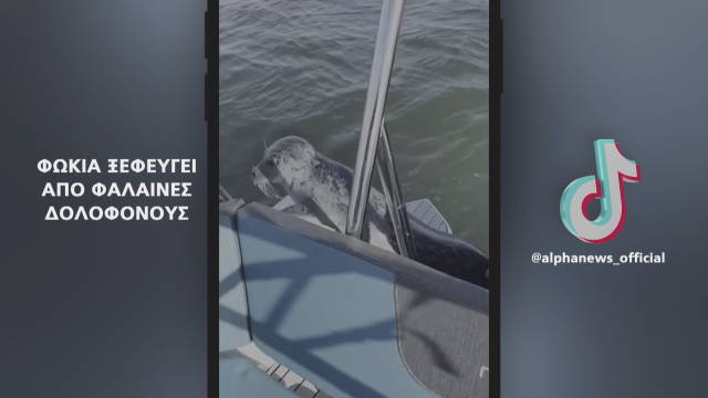 TIK TOK ALPHA – Φώκια ξεφεύγει από φάλαινες - δολοφόνους