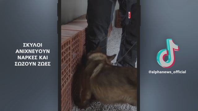 Tik Tok ALPHA: Σκύλοι ανιχνεύουν νάρκες και σώζουν ζωές